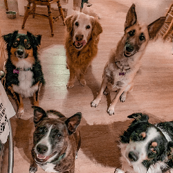 Burttschell Rescue Ranch | Sealy, TX | Chewy