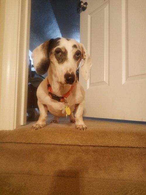 Adoptable Dogs & Puppies in Boise, ID | Chewy.com