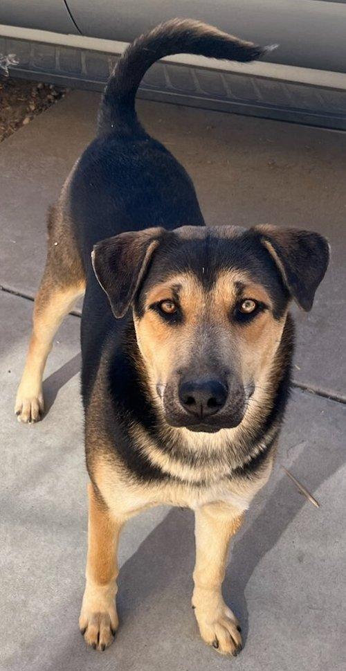 Adoptable Dogs & Puppies in Albuquerque, NM | Chewy.com