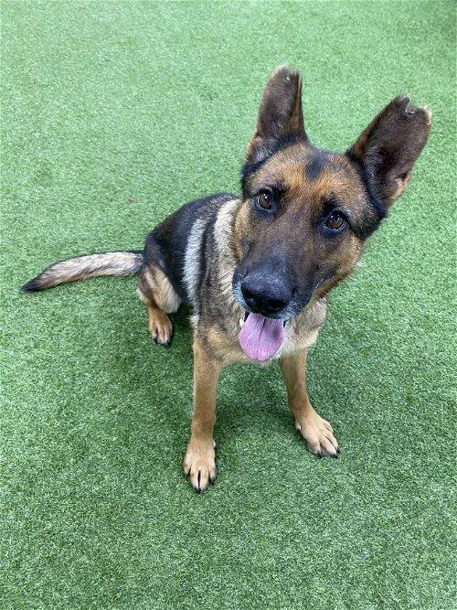 Adoptable Dogs & Puppies in Staten Island, NY | Chewy.com