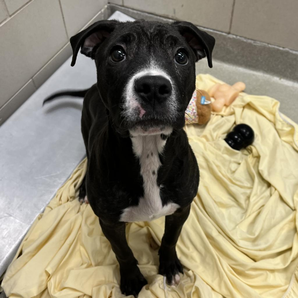 Adoptable Dogs & Puppies in Lebanon, TN | Chewy.com