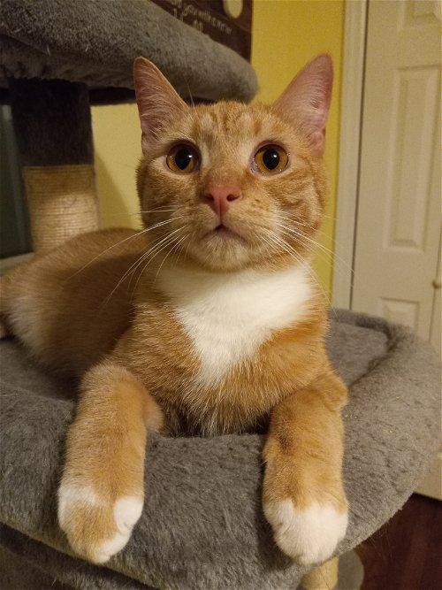 Adoptable Cats & Kittens in Chesapeake, VA | Chewy.com