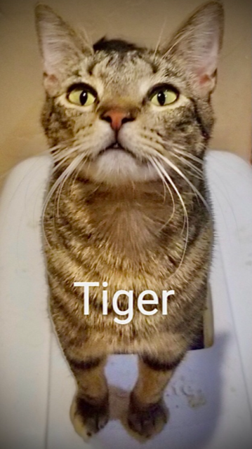 Adoptable Cats & Kittens in Tucson, AZ | Chewy.com