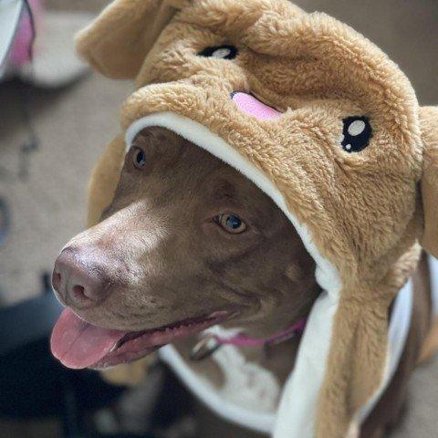 Adoptable Dogs & Puppies in Phoenix, AZ | Chewy.com