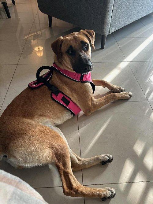 Adoptable Dogs & Puppies in Ventura, CA | Chewy.com