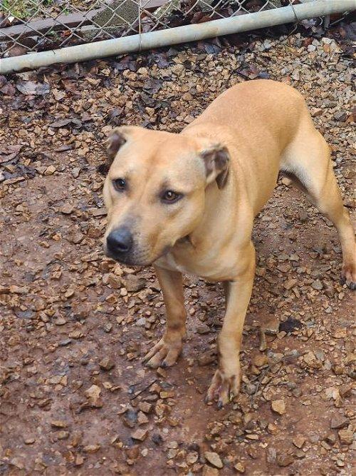 Huntsville, AL Animal Shelters & Rescues | Chewy.com