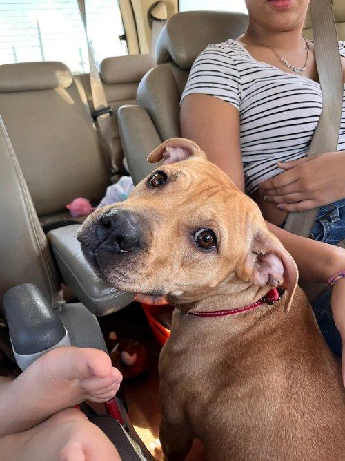 Adoptable Dogs & Puppies in Reno, NV | Chewy.com