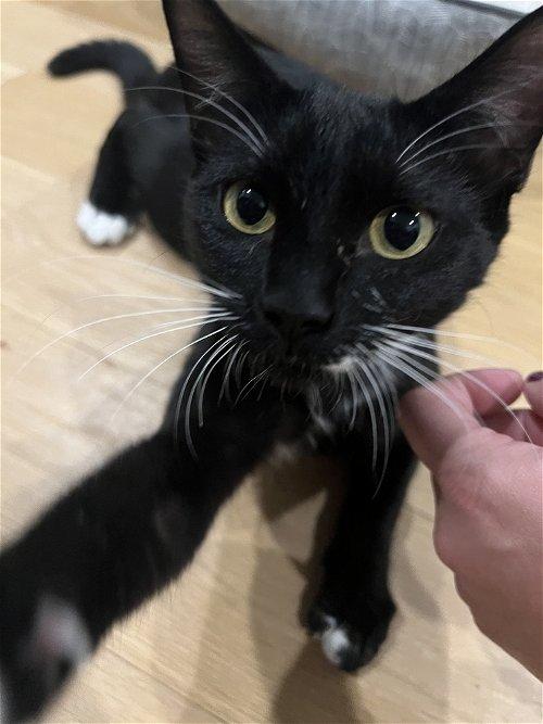 Adoptable Cats & Kittens in Dallas, TX | Chewy.com