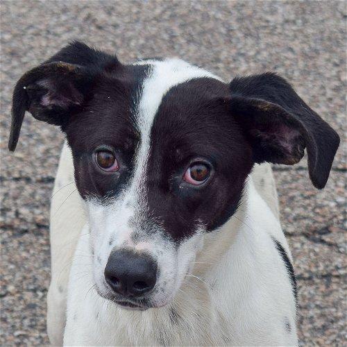 Adoptable Border Collie Dogs | Chewy.com