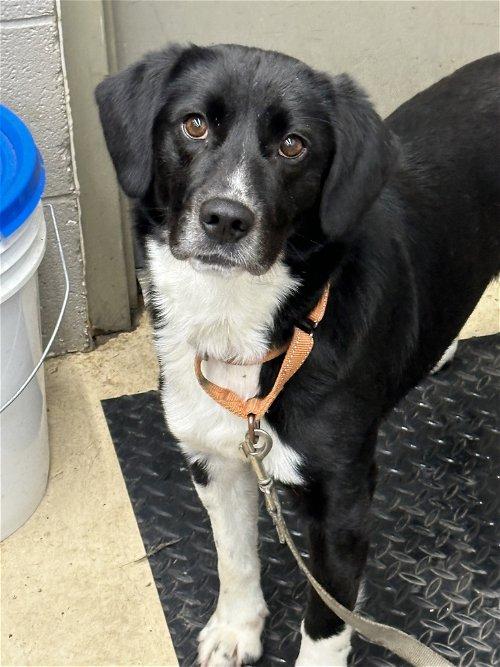 Adoptable Dogs & Puppies in Cleveland, OH | Chewy.com