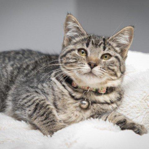 Adoptable Cats & Kittens in Birmingham, AL | Chewy.com