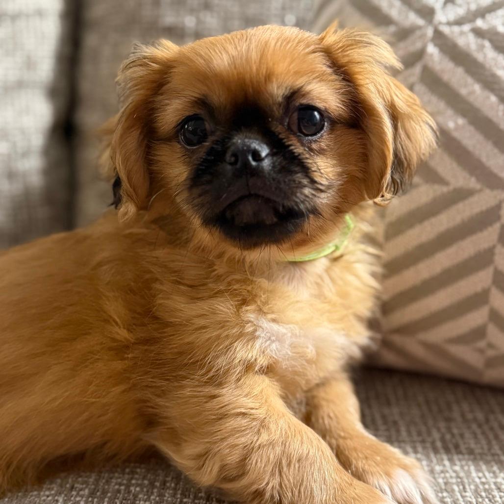 Adoptable Pekingese Dogs | Chewy.com