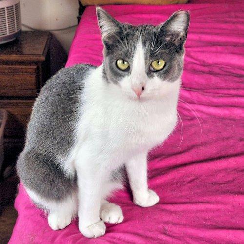 Adoptable Cats & Kittens in Greenville, SC | Chewy.com