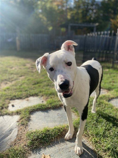 Adoptable Dogs & Puppies in Virginia Beach, VA | Chewy.com