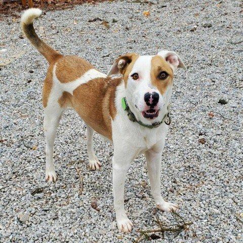 Adoptable Dogs & Puppies in Springfield, MO | Chewy.com