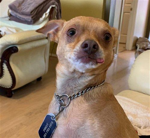 Adoptable Dogs & Puppies in Houston, TX | Chewy.com