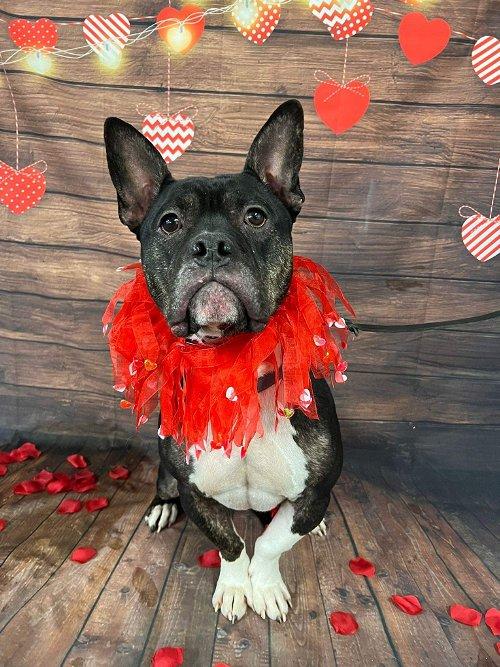 Adoptable Dogs & Puppies in Lancaster, PA | Chewy.com