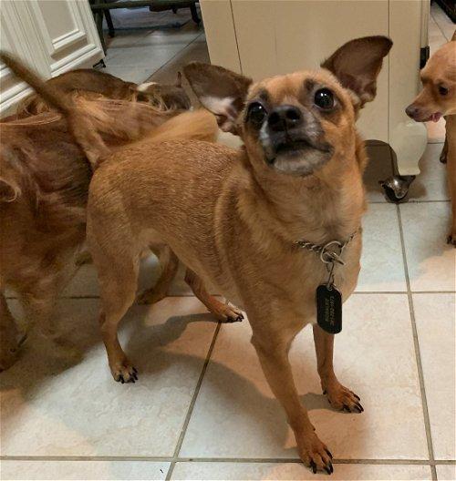 Adoptable Dogs & Puppies in Houston, TX | Chewy.com