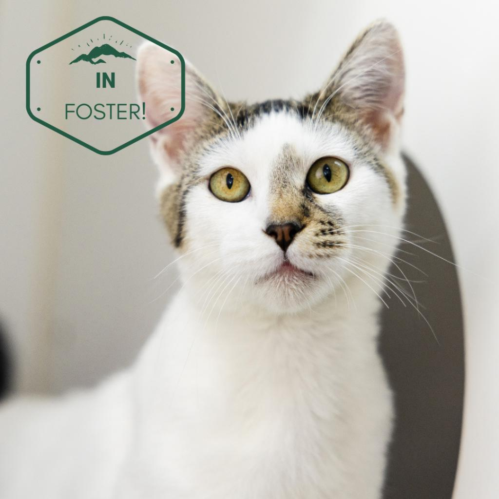 Adoptable Cats & Kittens in Reno, NV | Chewy.com