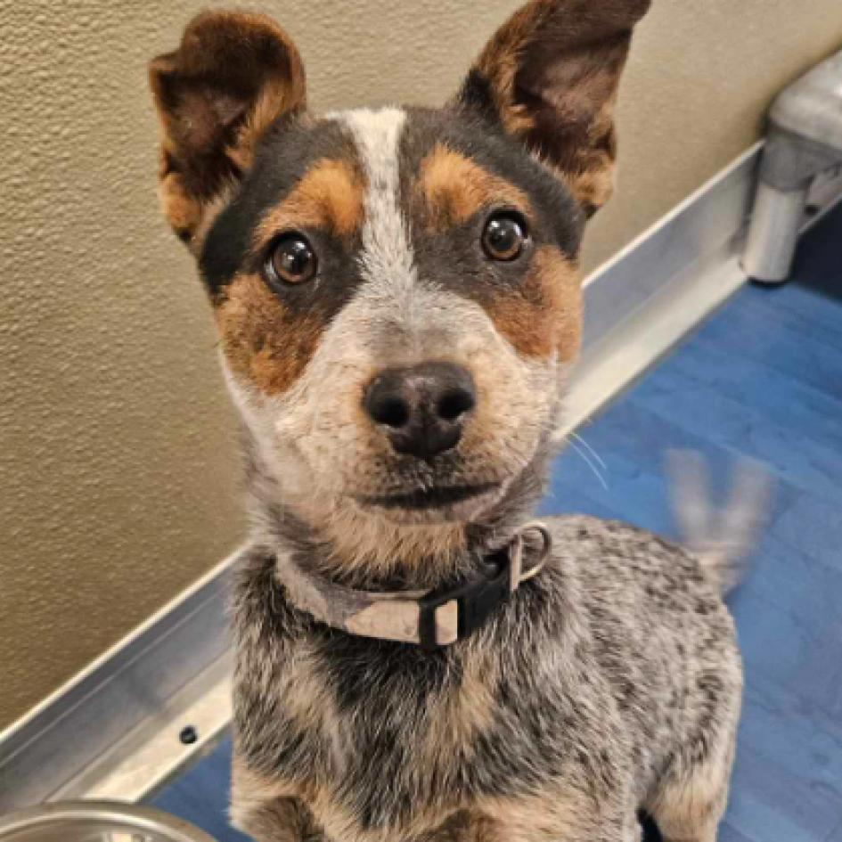 Adoptable Blue Heeler Dogs | Chewy.com