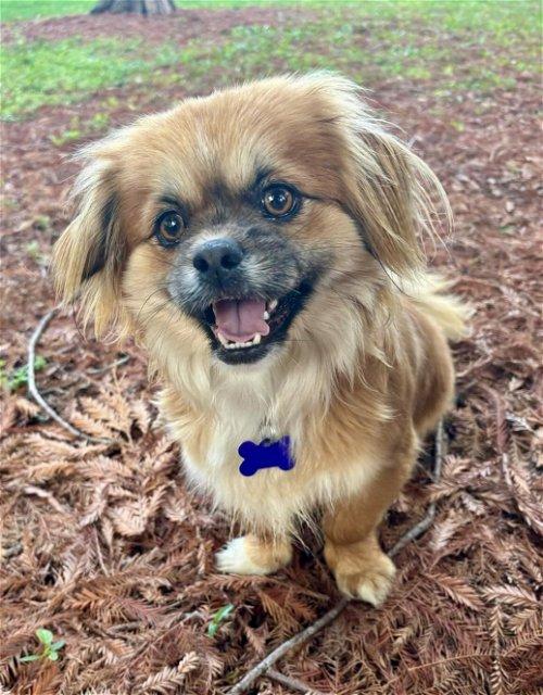 Adoptable Pekingese Dogs | Chewy.com