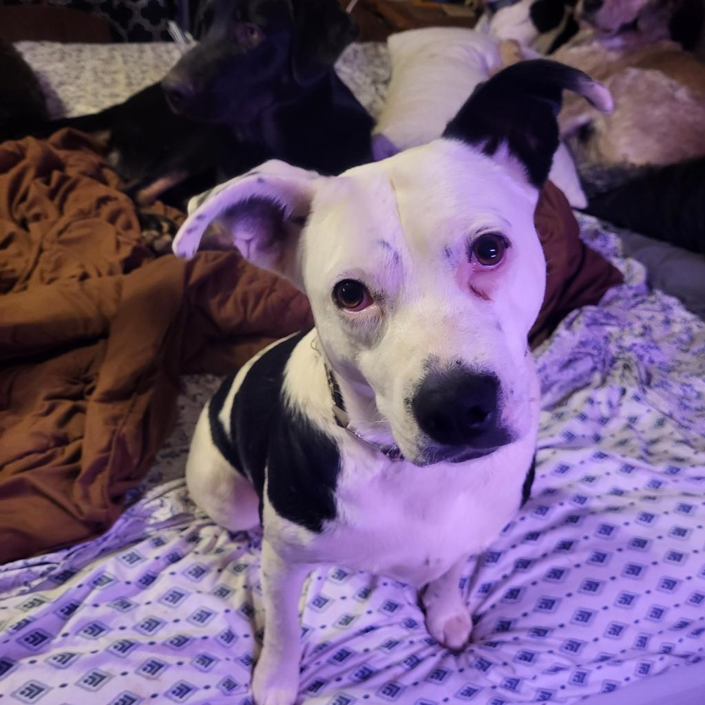 Adopt Dogs & Puppies | Chewy.com