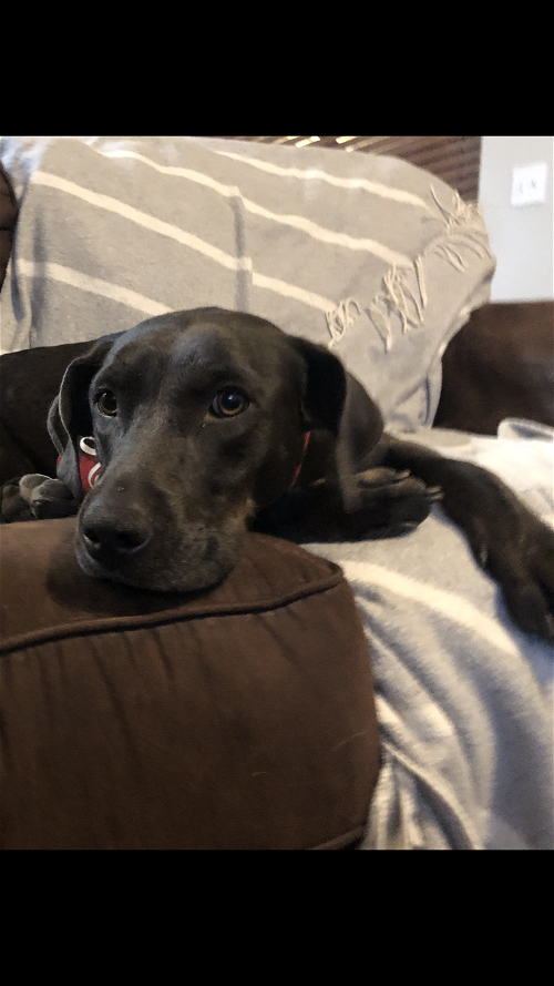 Adoptable Blue Lacy Dogs | Chewy.com