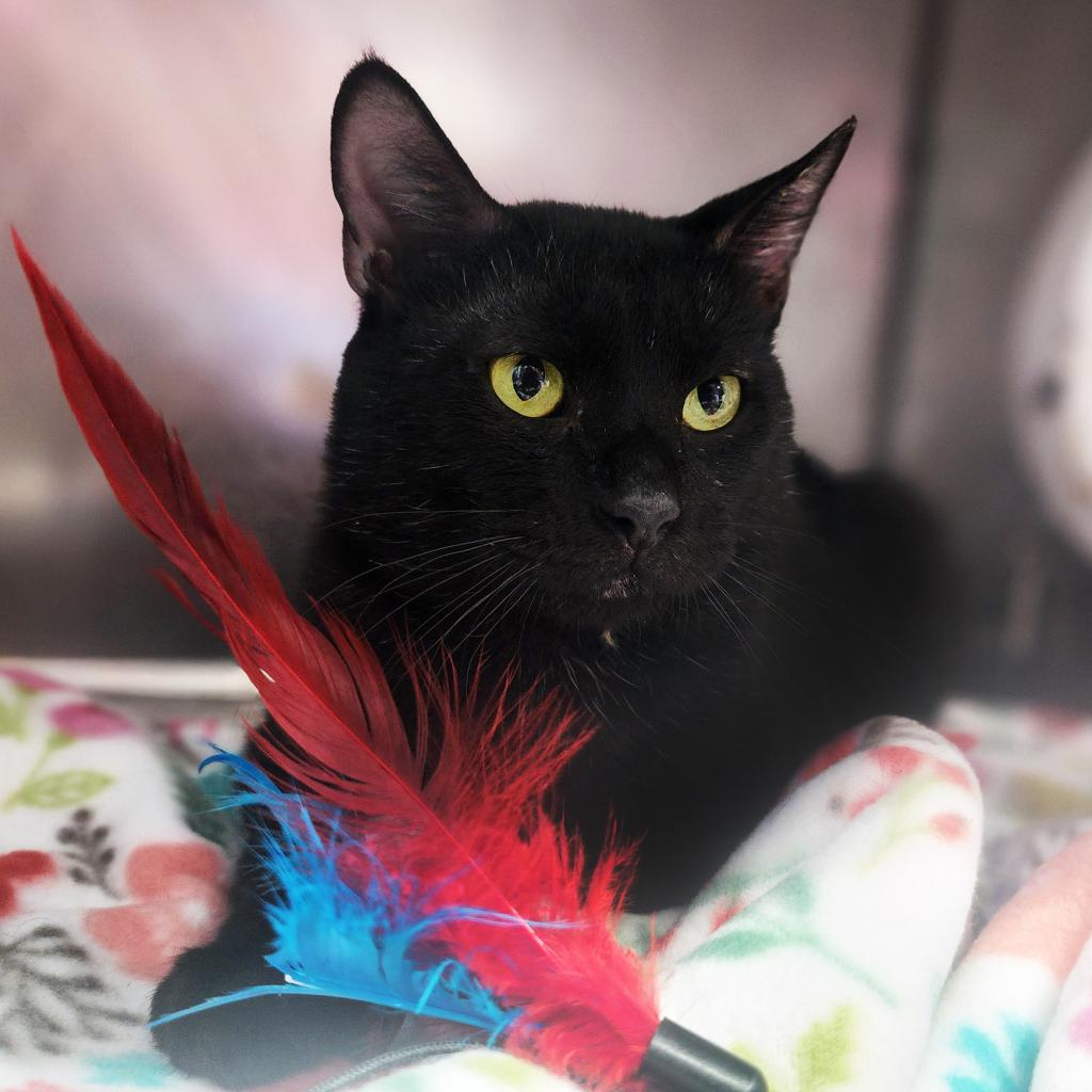 Adoptable Cats & Kittens in Bryan, TX | Chewy.com