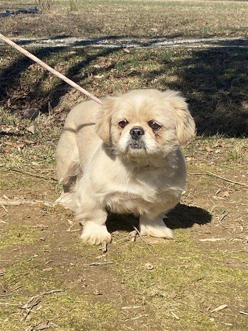 Adoptable Pekingese Dogs | Chewy.com