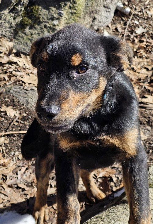 Adoptable Dogs & Puppies in Manchester, NH | Chewy.com