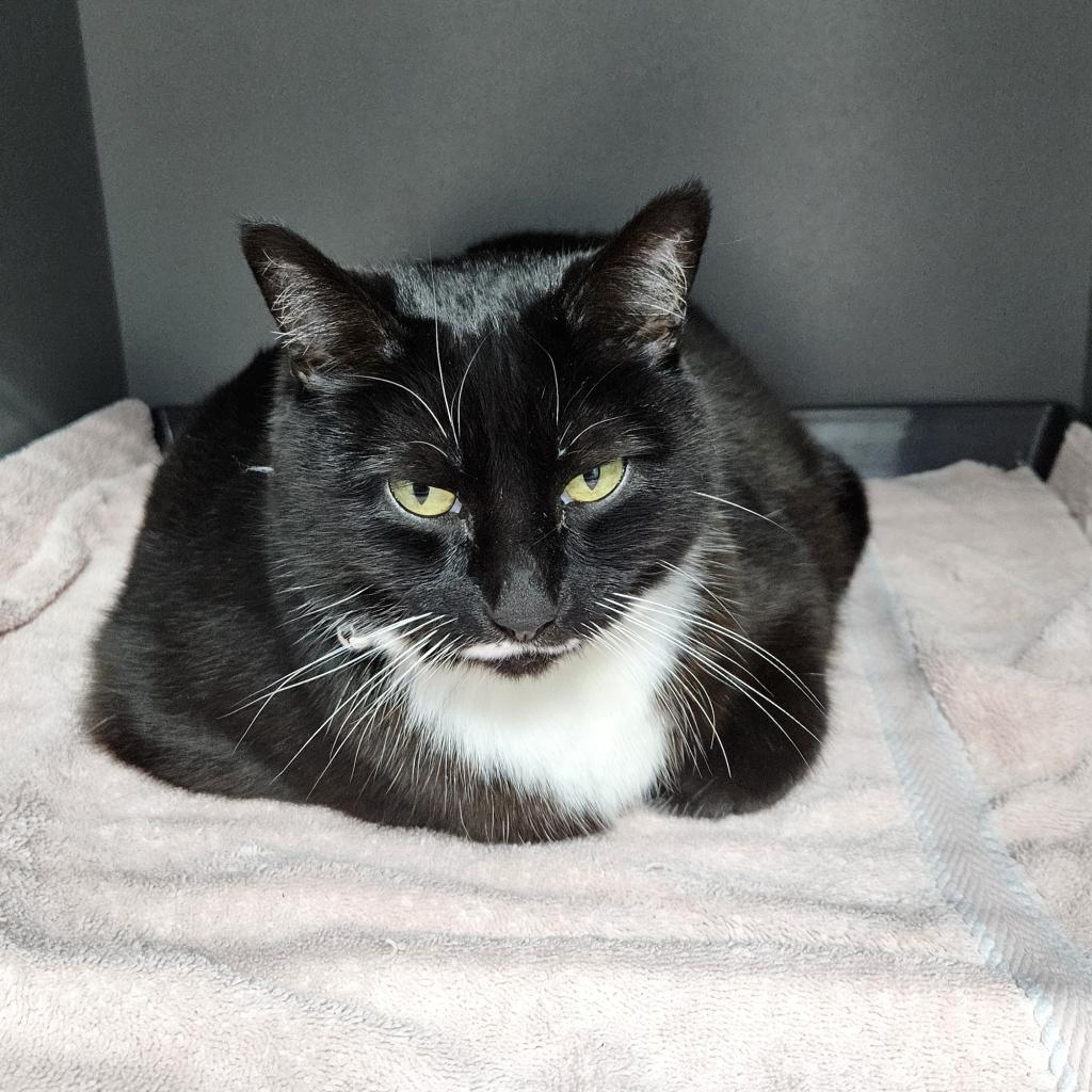 Adoptable Cats & Kittens in Albany, OR | Chewy.com