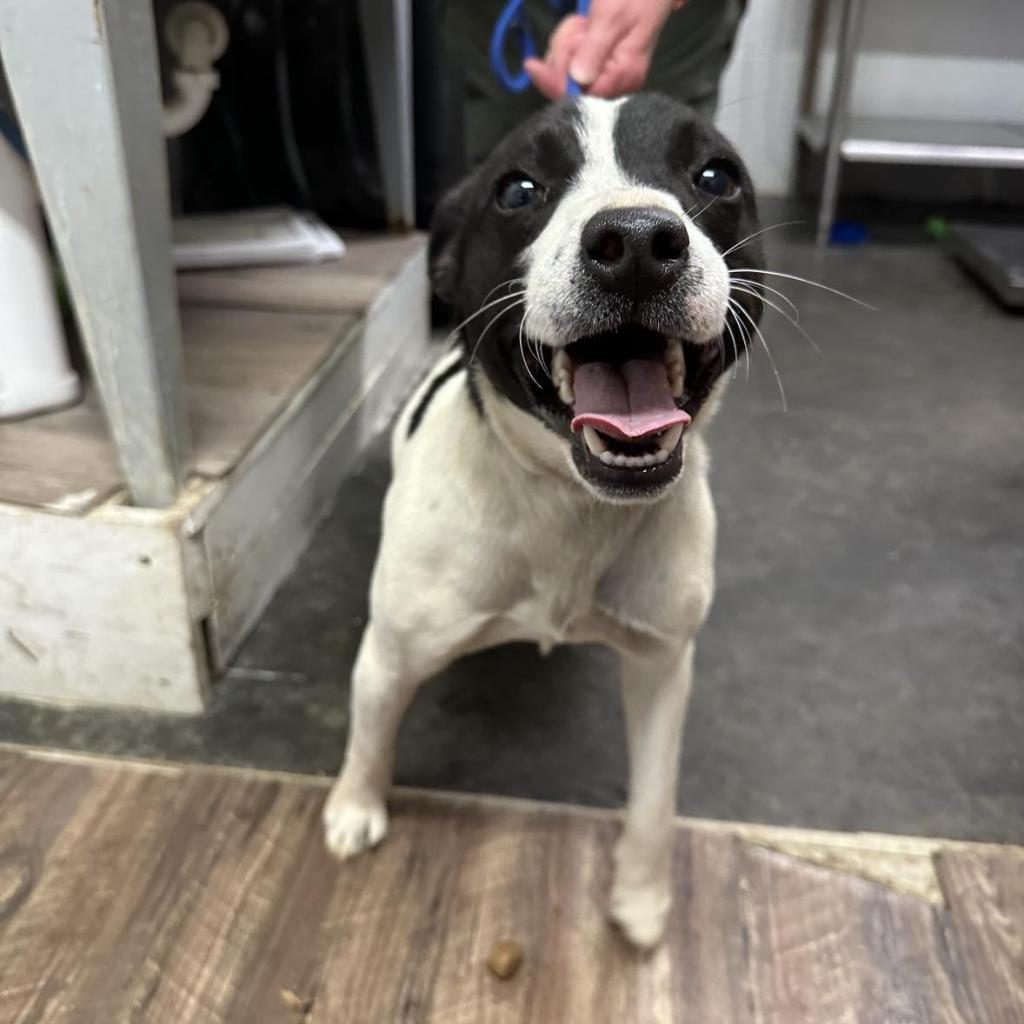 Adoptable Jack Russell Terrier Dogs | Chewy.com