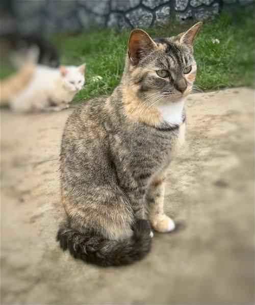 Adoptable Cats & Kittens in Savannah, GA | Chewy.com