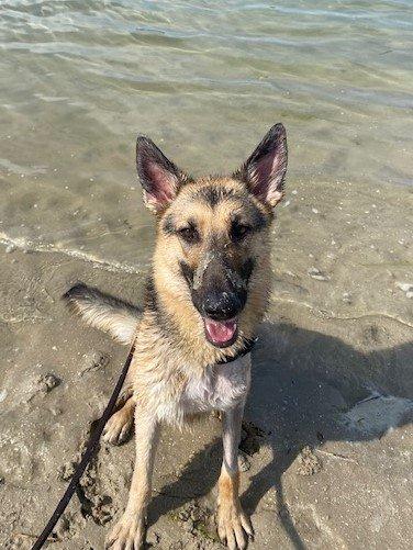 Adoptable German Shepherd Dogs | Chewy.com