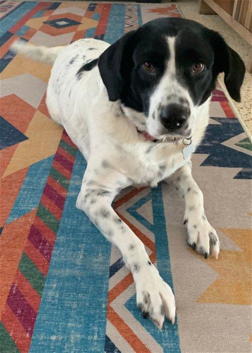 Adoptable Border Collie Dogs | Chewy.com