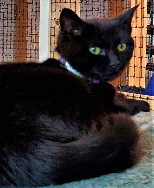 Adoptable Cats & Kittens in Gloucester, VA | Chewy.com