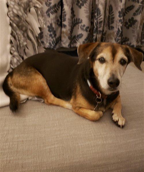 Adoptable Dogs & Puppies in Orlando, FL | Chewy.com