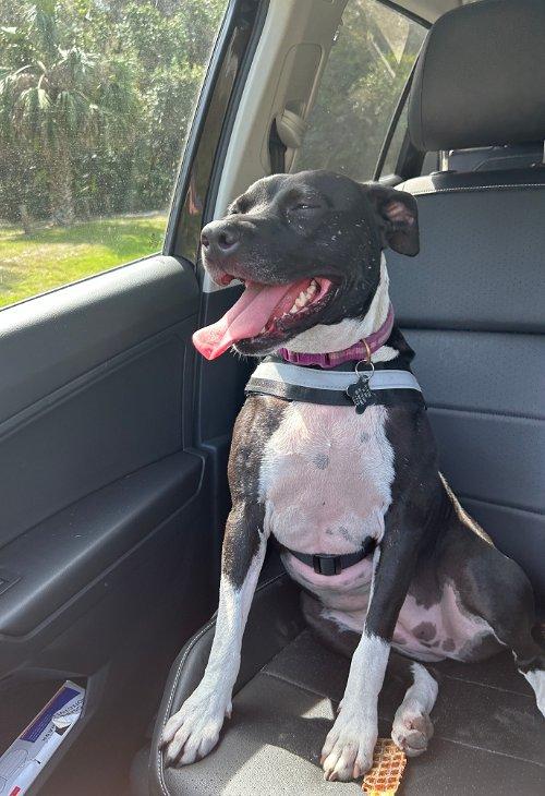 Adoptable Dogs & Puppies in Orlando, FL | Chewy.com