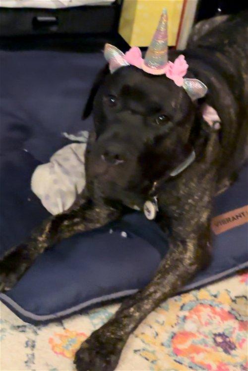 Adoptable Neapolitan Mastiff Dogs | Chewy.com