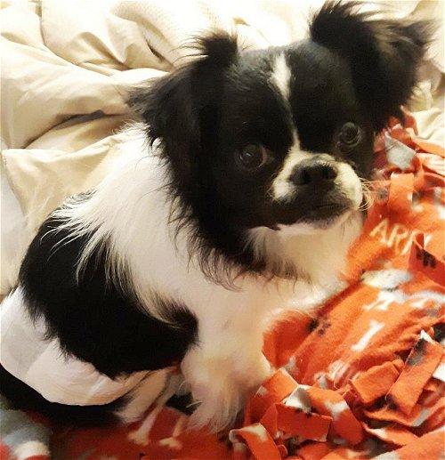 Adoptable Pekingese Dogs | Chewy.com