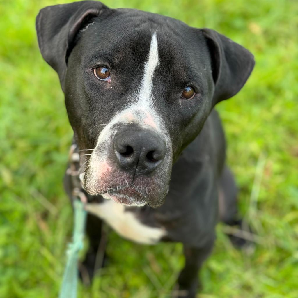 Adoptable Terrier Dogs | Chewy.com