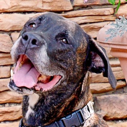 Adoptable Dogs & Puppies in Rochester, NY | Chewy.com