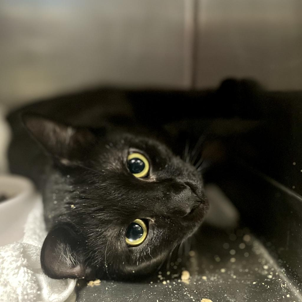 Adoptable Cats & Kittens in Murfreesboro, TN | Chewy.com