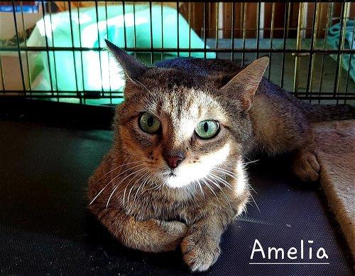 Adoptable Abyssinian Cats | Chewy.com