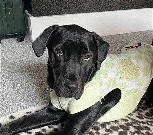 Adoptable Dalmatian Dogs | Chewy.com