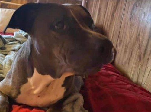 Adoptable Dogs & Puppies in Springfield, OR | Chewy.com