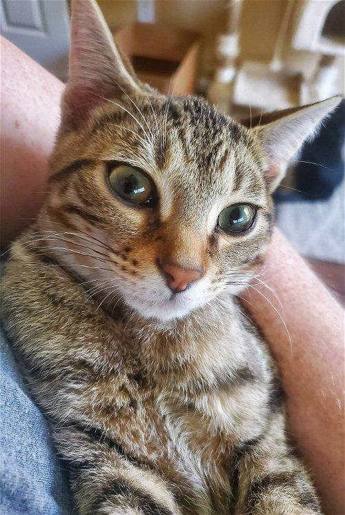 Adoptable Cats & Kittens in Augusta, GA | Chewy.com