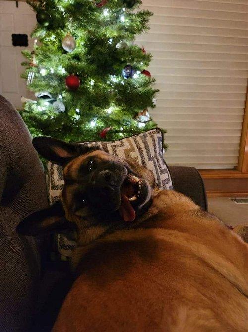 Adoptable Dogs & Puppies in Springfield, OR | Chewy.com