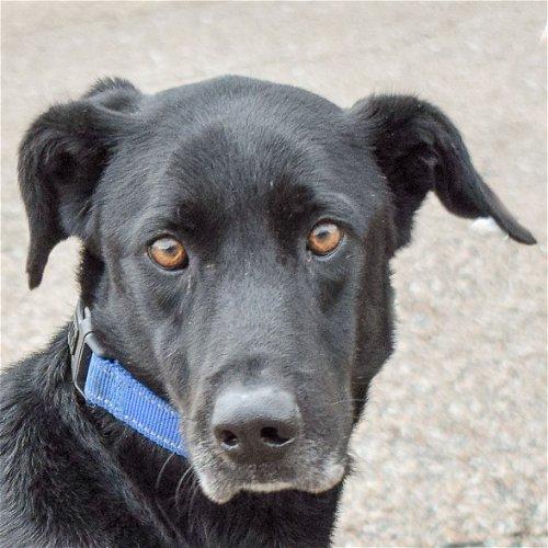 Adoptable Border Collie Dogs | Chewy.com