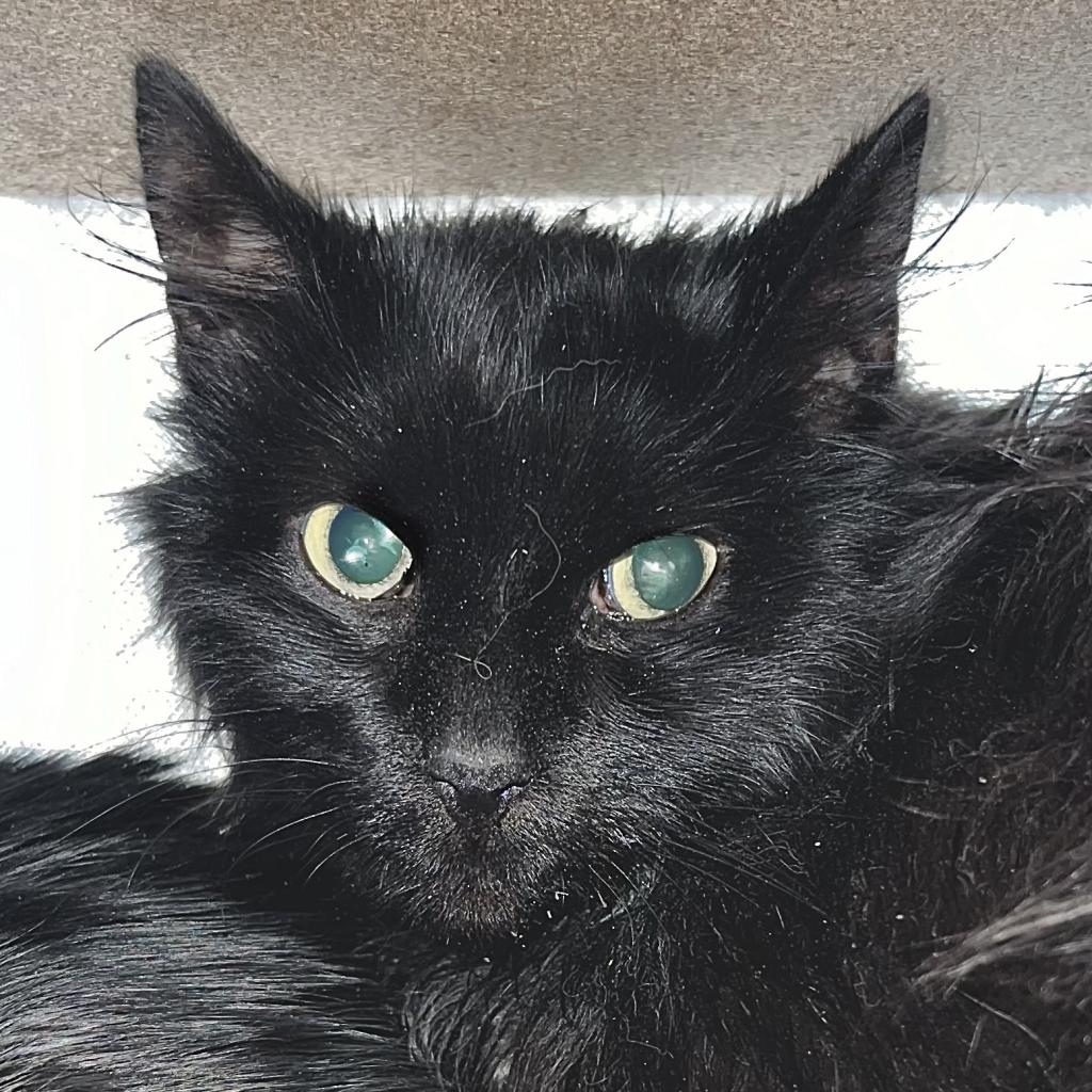 Adoptable Cats & Kittens in Warwick, RI | Chewy.com